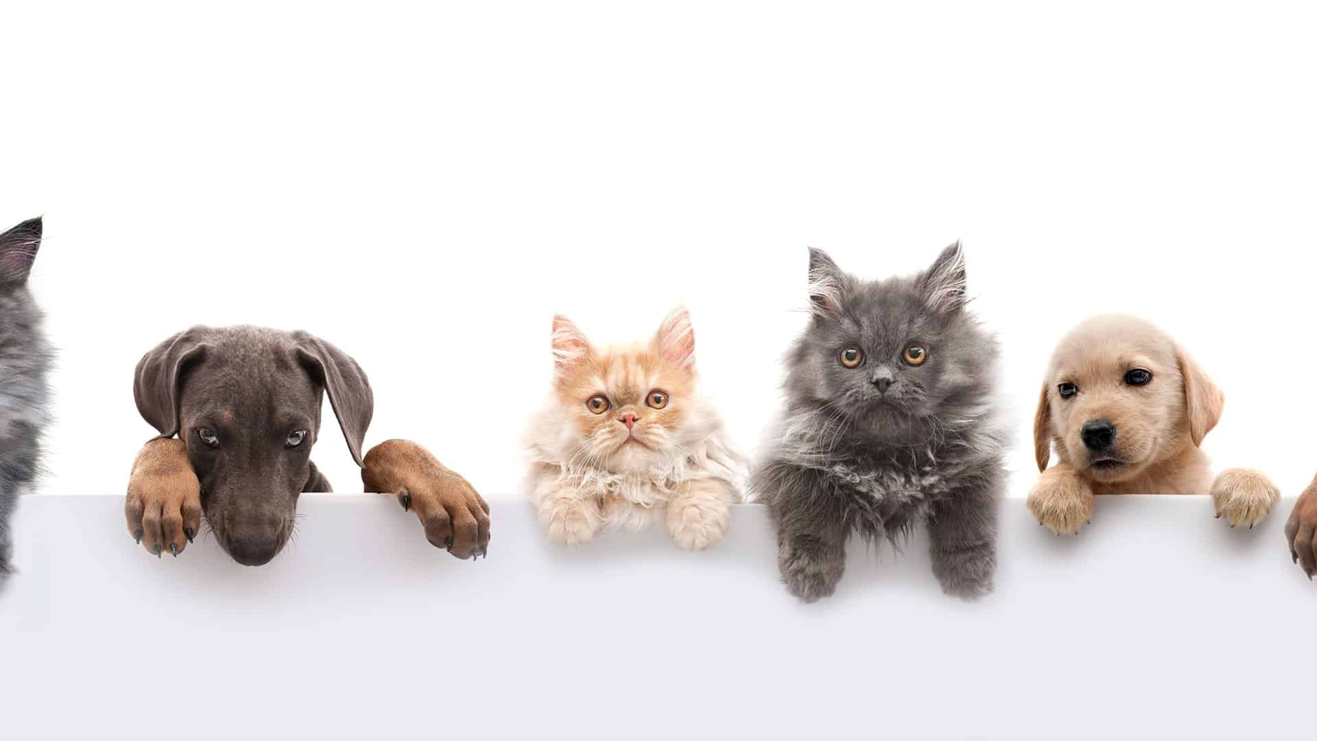 Pets at Home Case Study | PIM Implementation & Integration | Start with ...